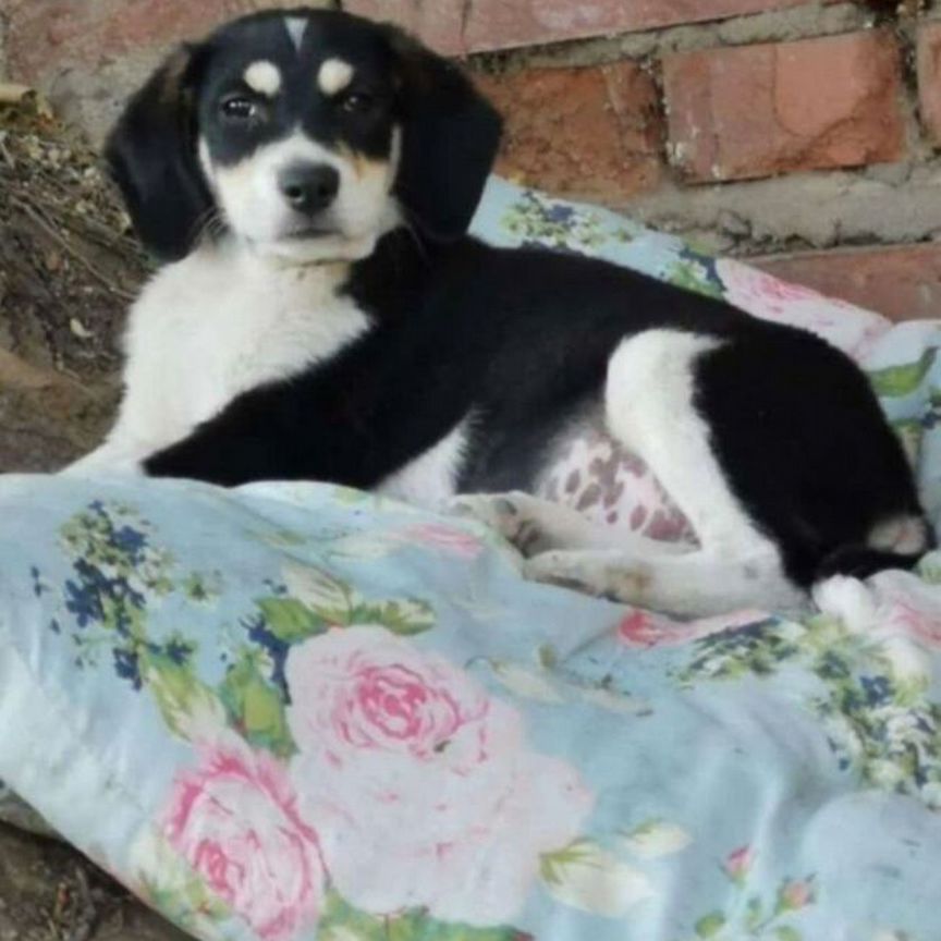 Собака в добрые руки отдам бесплатно