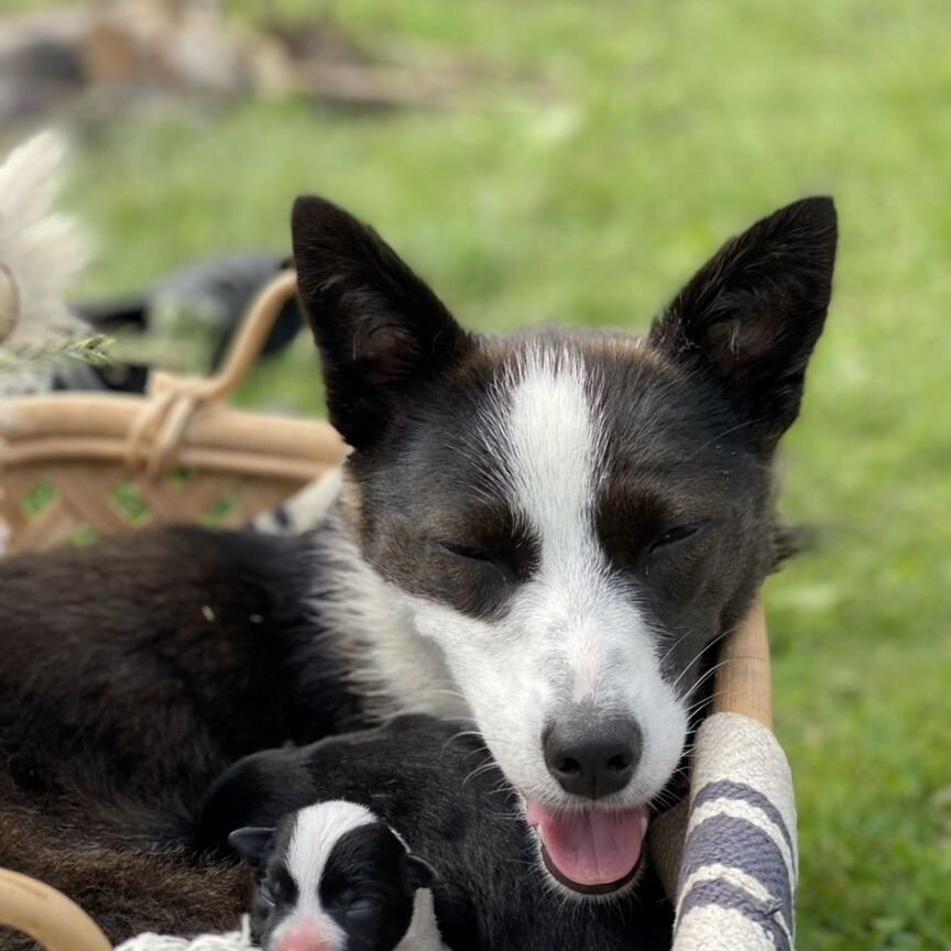 Шенки бело черной окраски (взрослая до 15 кг)
