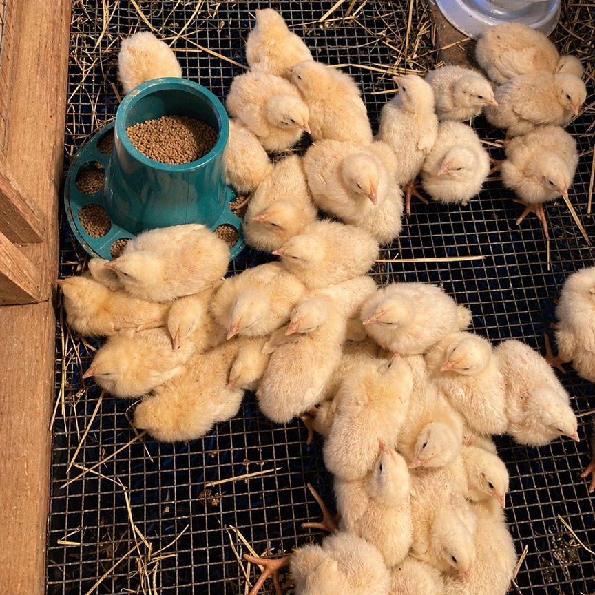 Цыплята бройлеры росс 308 суточные