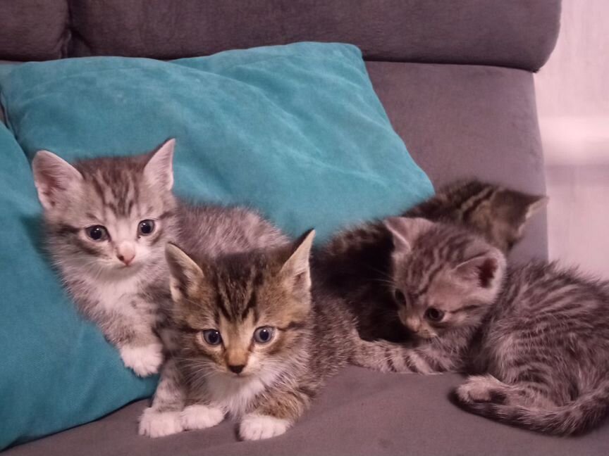 Маленький мохнатый комочек счастья