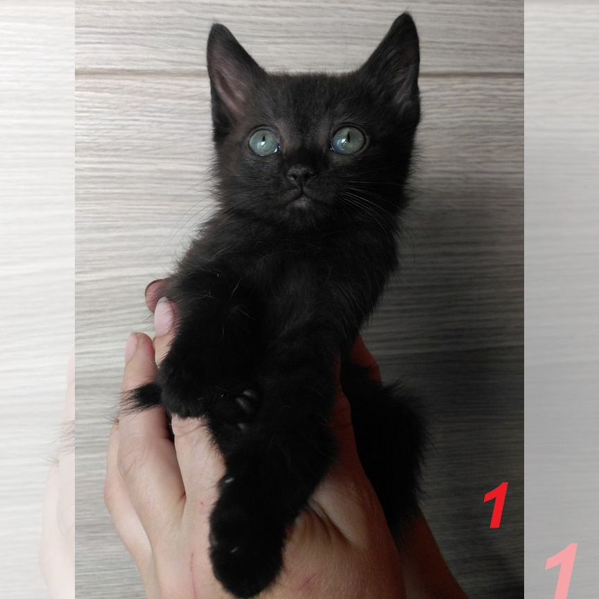 Отдам котят в добрые руки