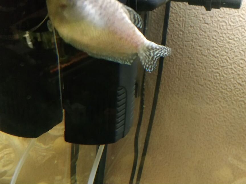 Гурами снежинки девочки