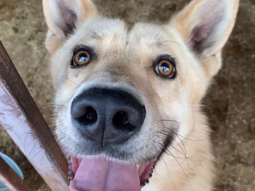 Собака в добрые руки