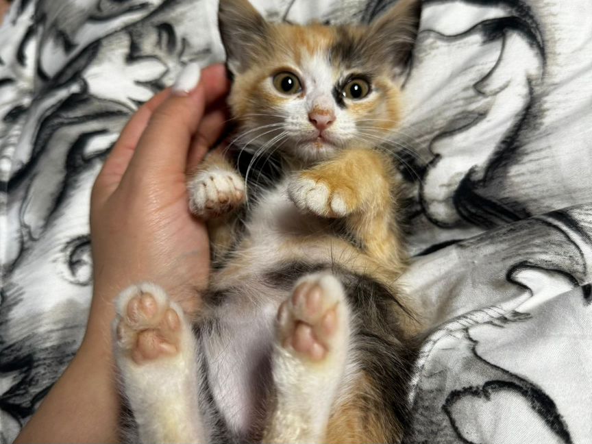 Клёвый котёнок в добрые руки