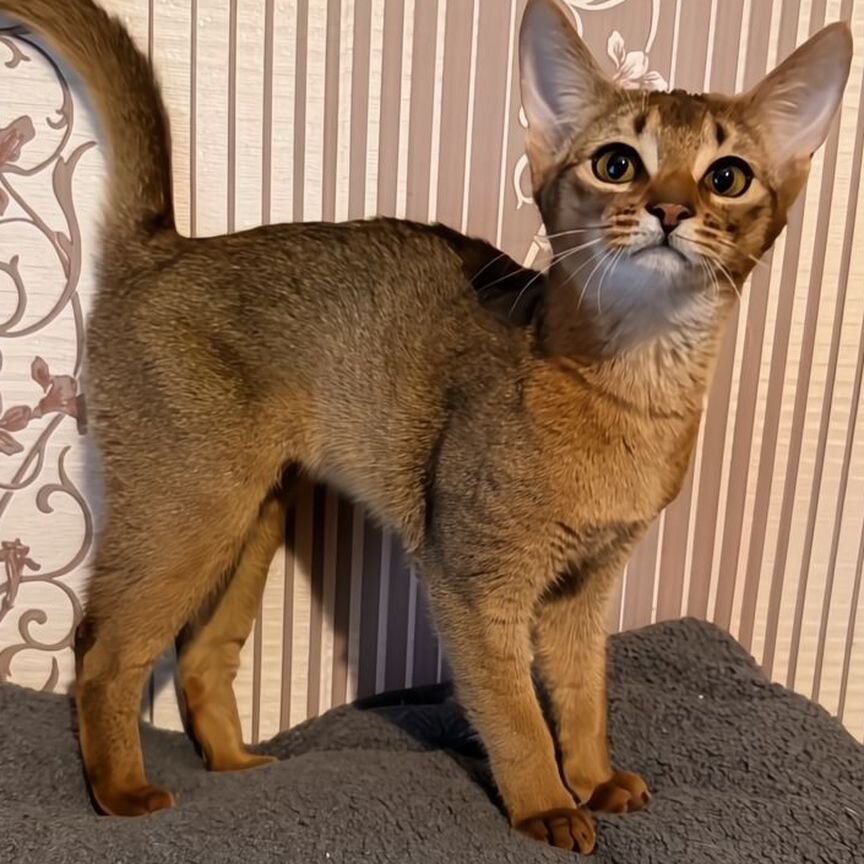 Абиссинский котёнок
