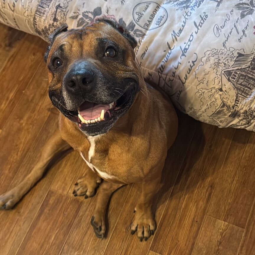 Американский питбультерьер, взрослая собака