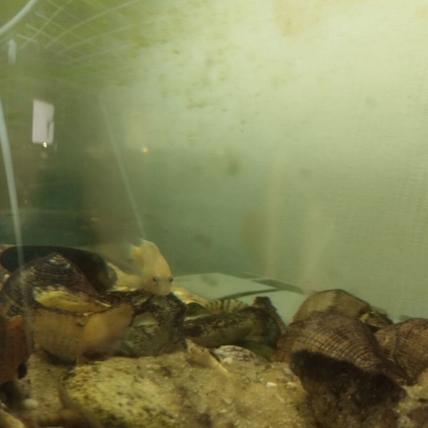 Цихлиды розовые и полосатые