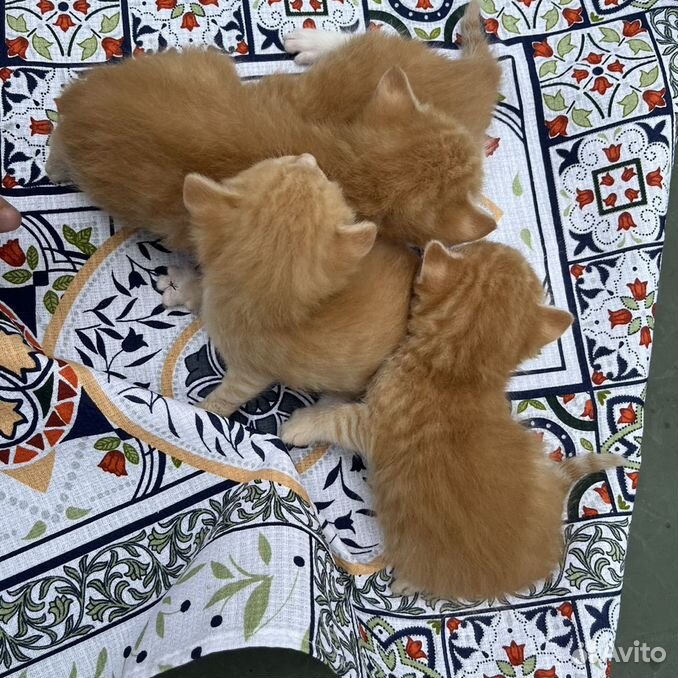 Котята солнышки в добрые руки