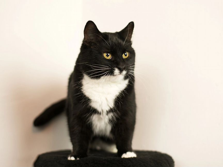 Кот в добрые руки