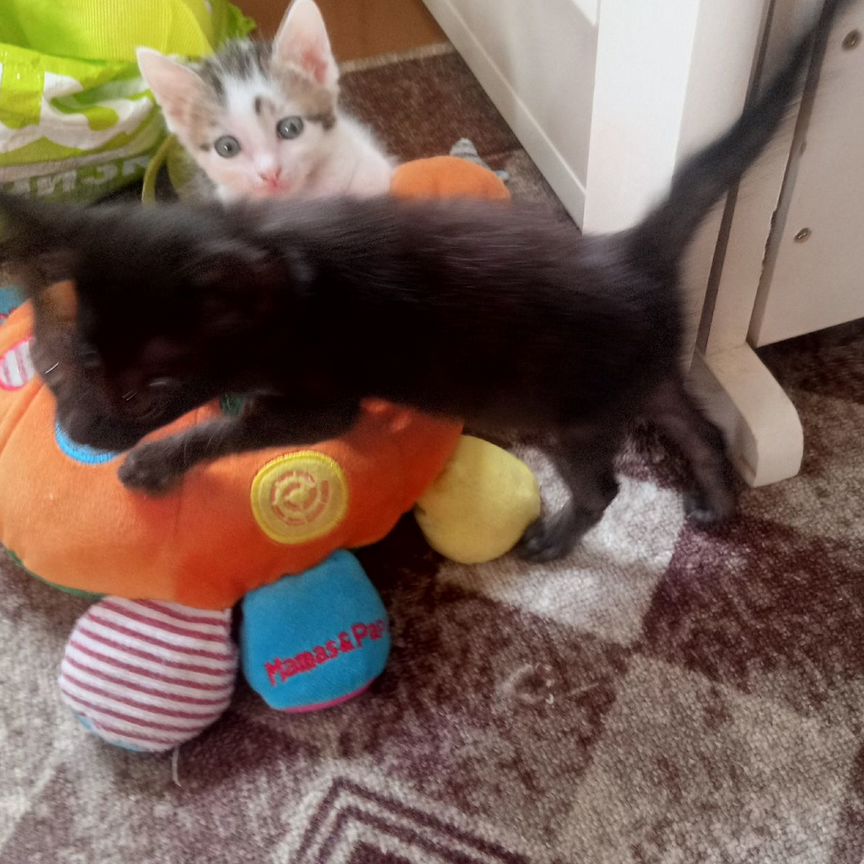 Сибирский котёнок