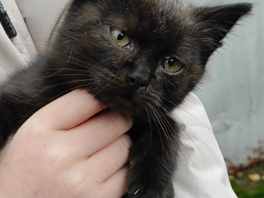 Котёнок