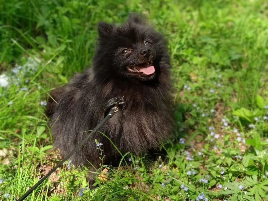 Вязка немецкий шпиц кобель