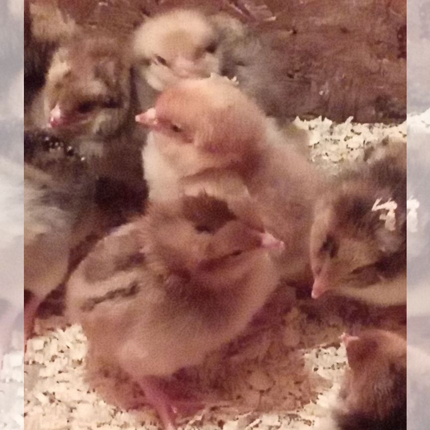 Инкубационное яйцо кучинской юбилейной