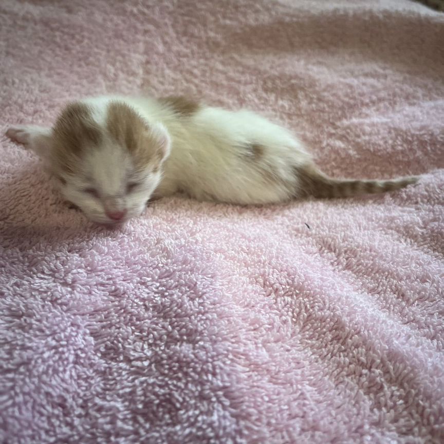 Котята в добрые руки бесплатно мальчик, рыжий кот
