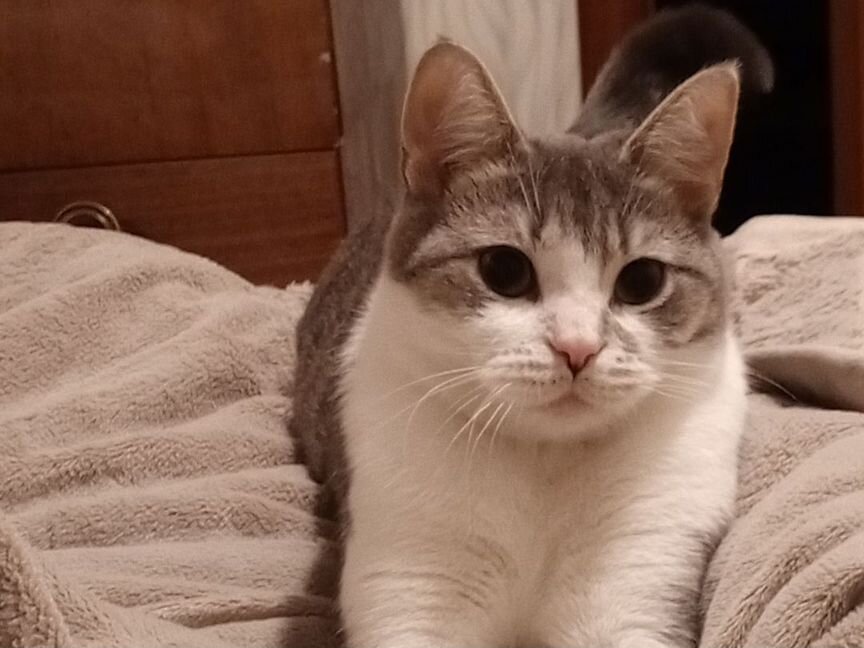 Кошка