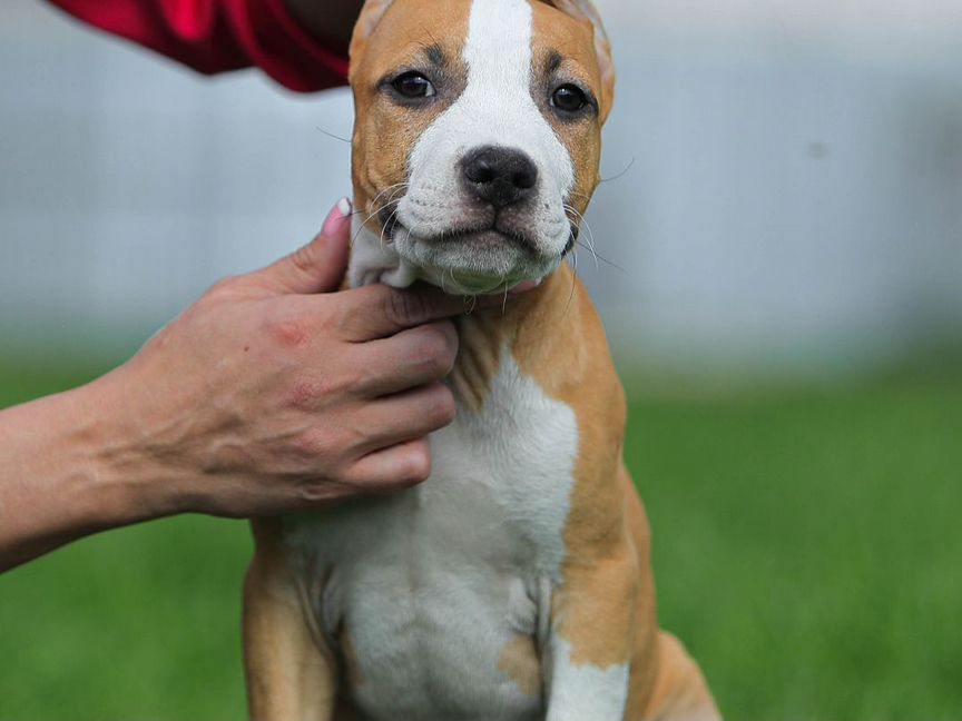 Мальчик Амстафф