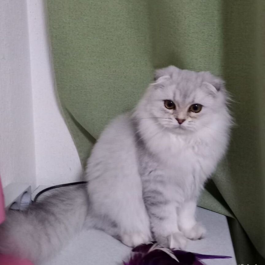 Шотландская кошечка,4 мес, ищет хозяев