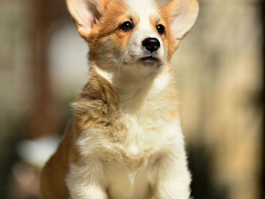 Вельш Корги Пемброк, здоровые, привитые щенки. РКФ