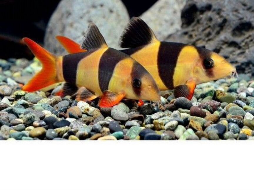 Продам взрослых аквариумных рыбок боций клоунов