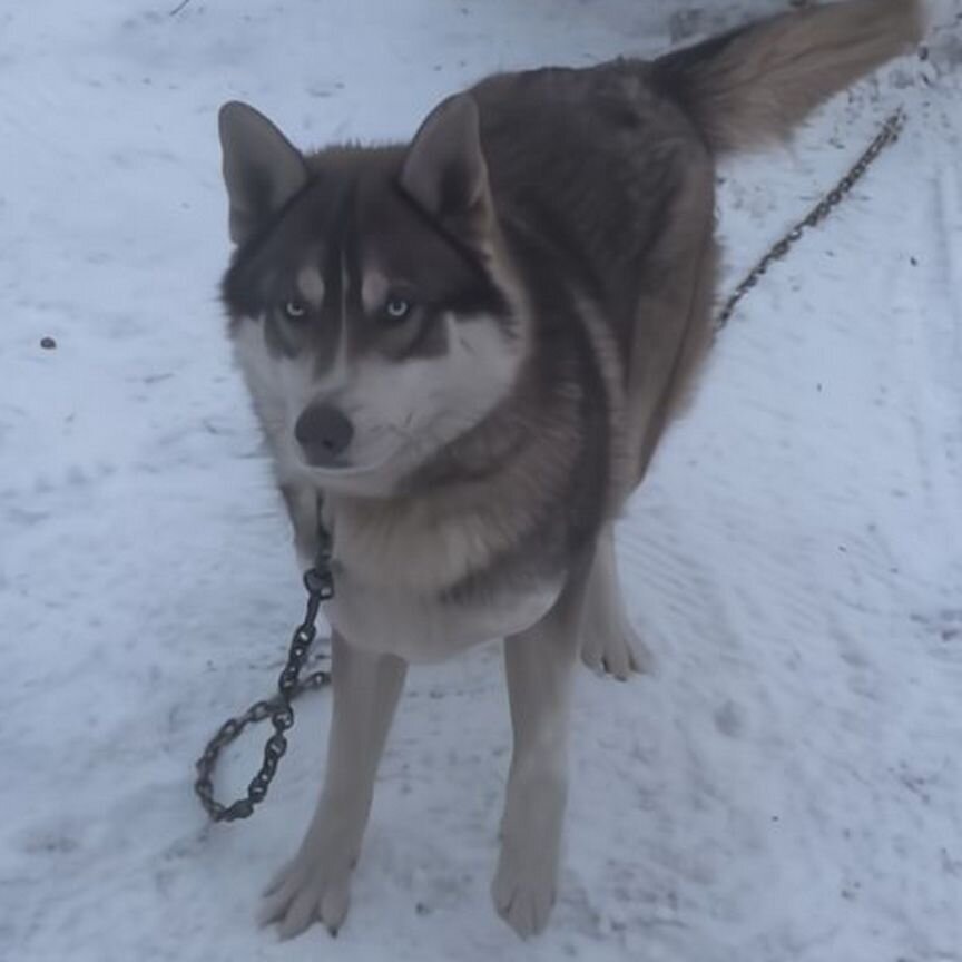 Немецкая овчарка, щенок