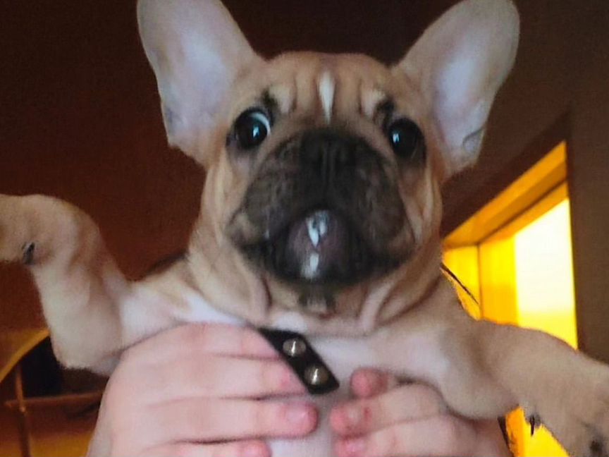Французский бульдог