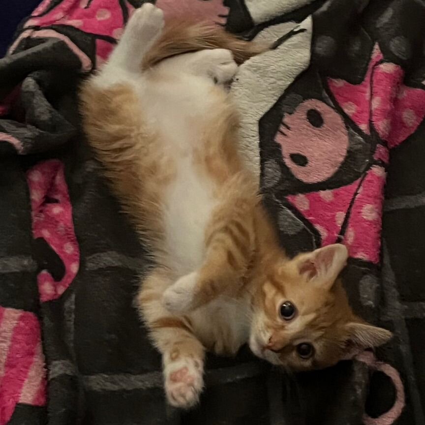 Котёнок в добрые руки