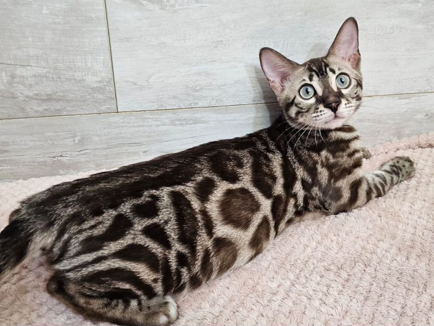 Бенгальская девочка-мурлыка