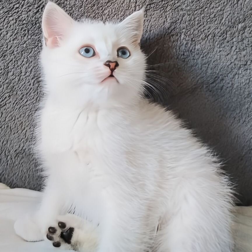 Шотландский прямоухий короткошёрстный котёнок