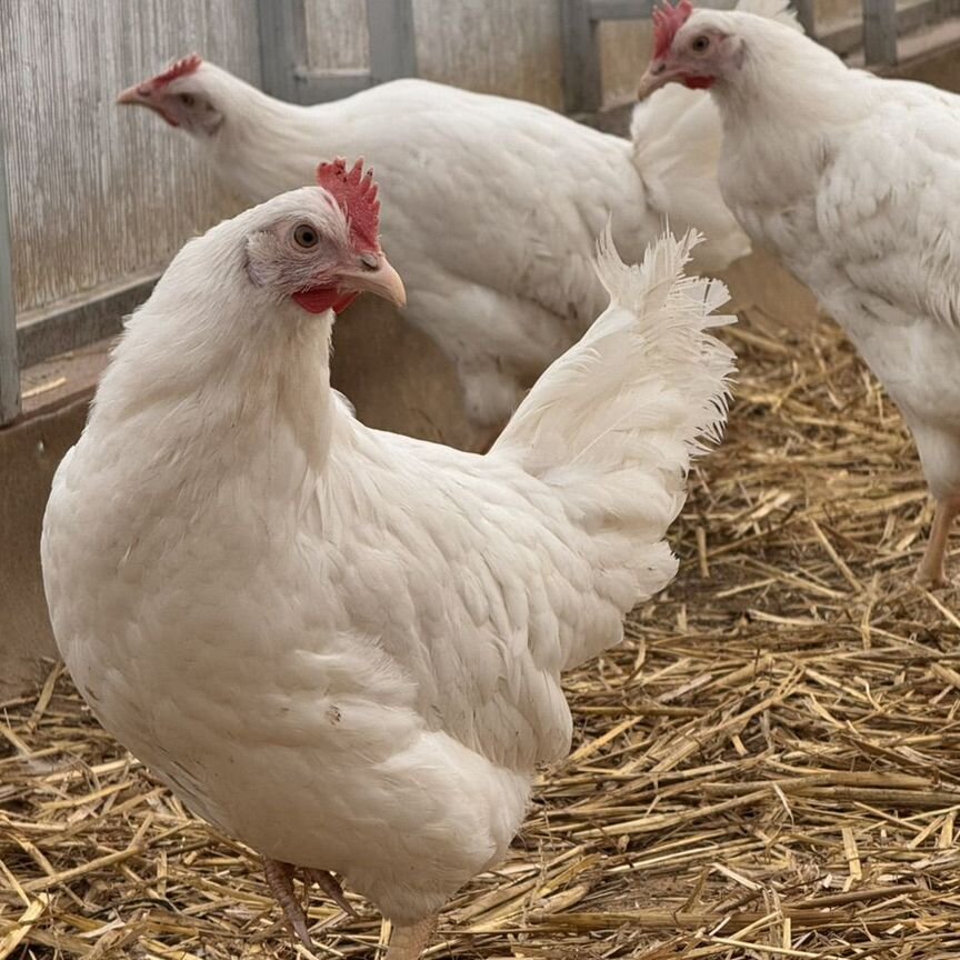 Куры молодки