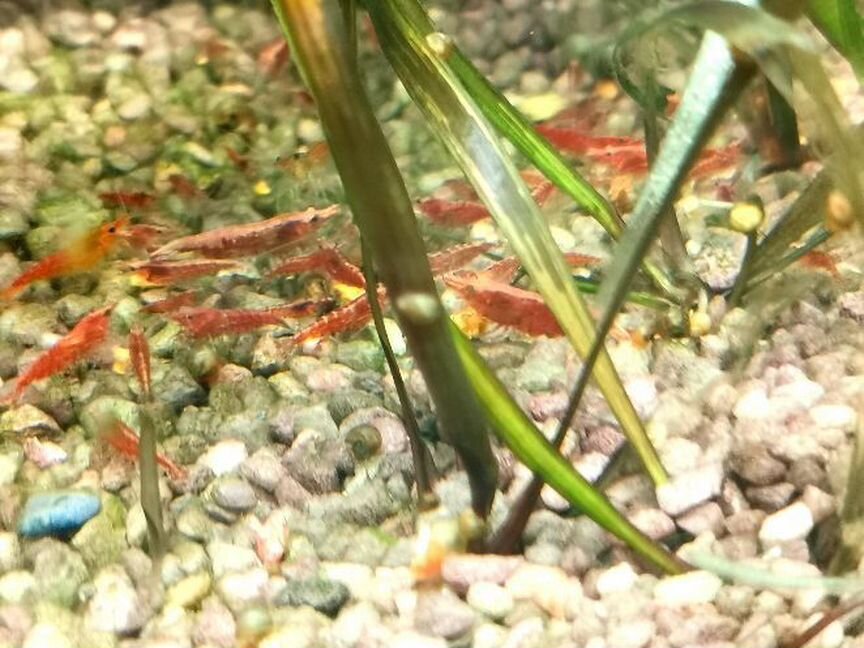 Аквариумные креветки вишни