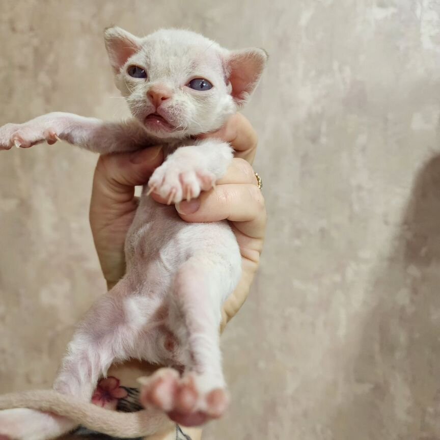 Котята девон рекс