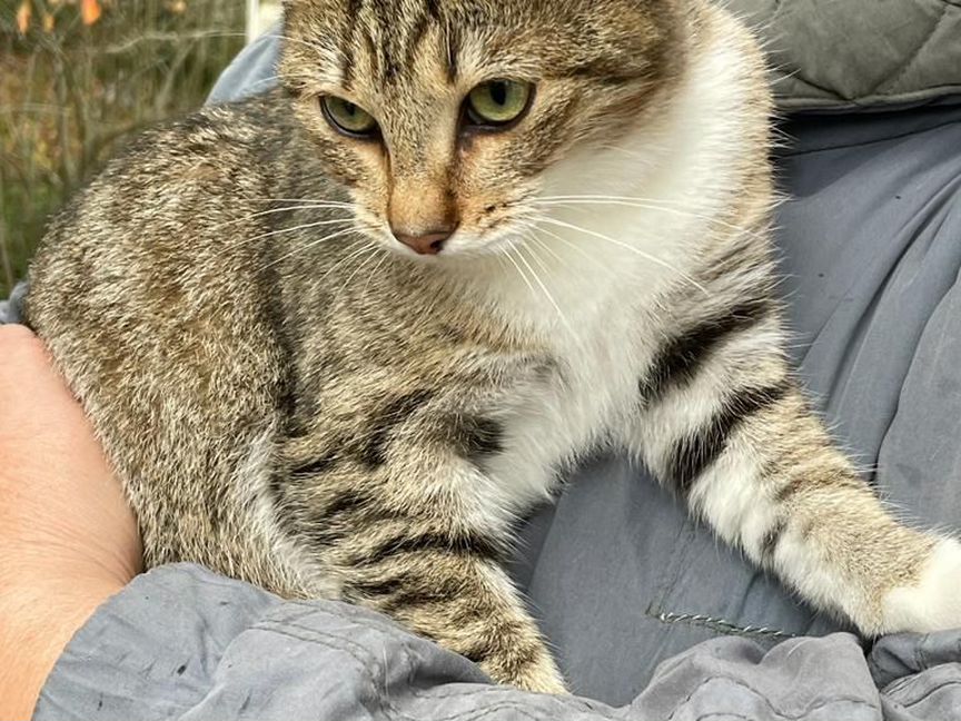 Молодая кошка и кот
