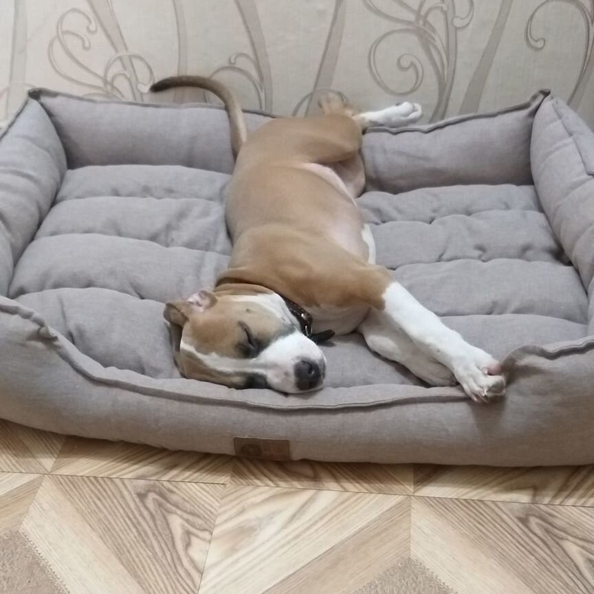 Продам щенка стаффа