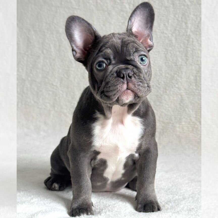Французский бульдог, щенок