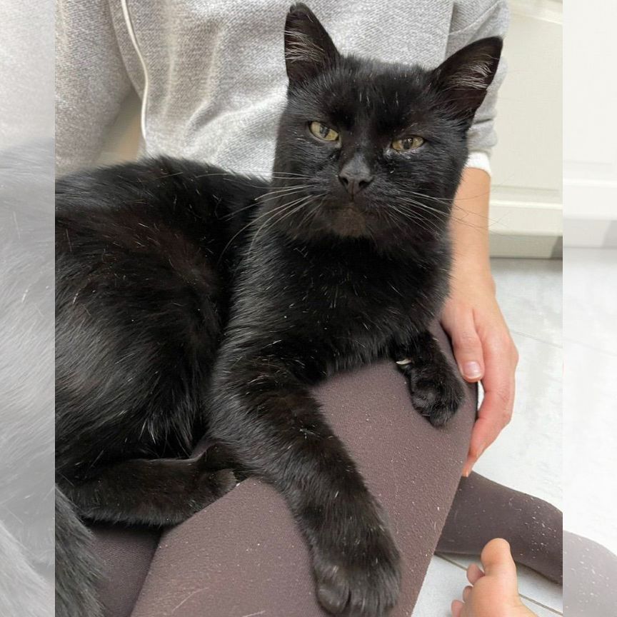 Взрослый кот в добрые руки