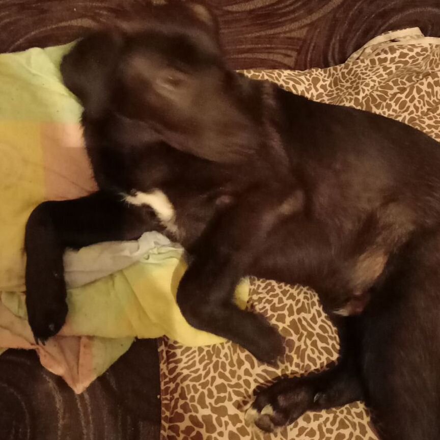 Лабрадор-ретривер, щенок