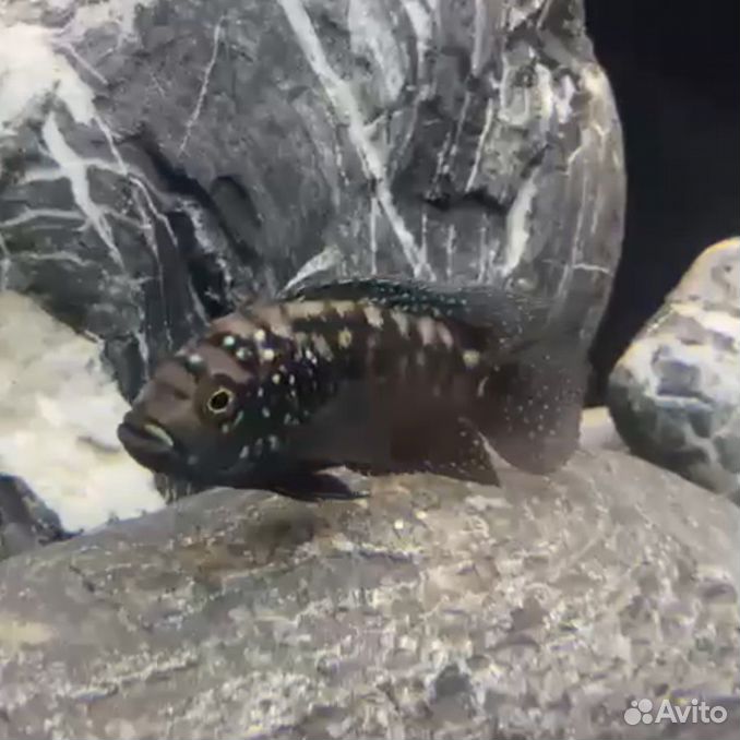 Рыбки Цихлиды пчелка