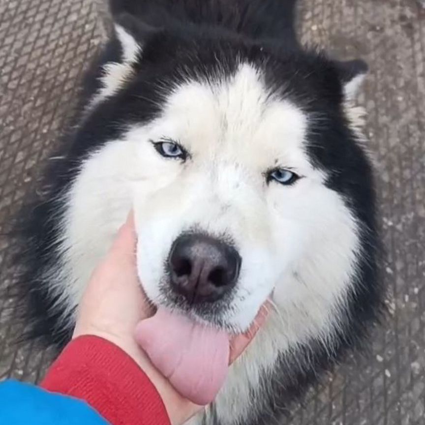 Лайка, взрослый пёс