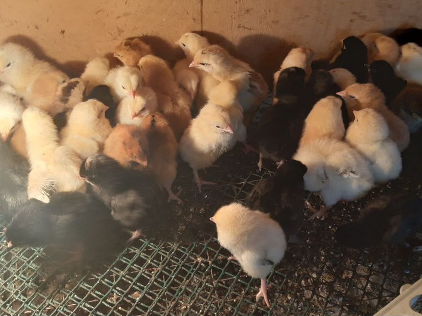 Цыплята несушки
