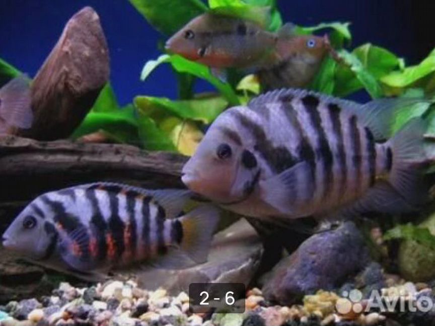 Аквариумные рыбки цыхлазомы