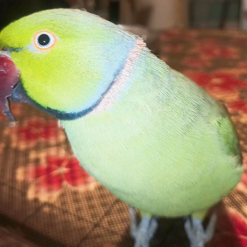 Ручной говорящий попугай