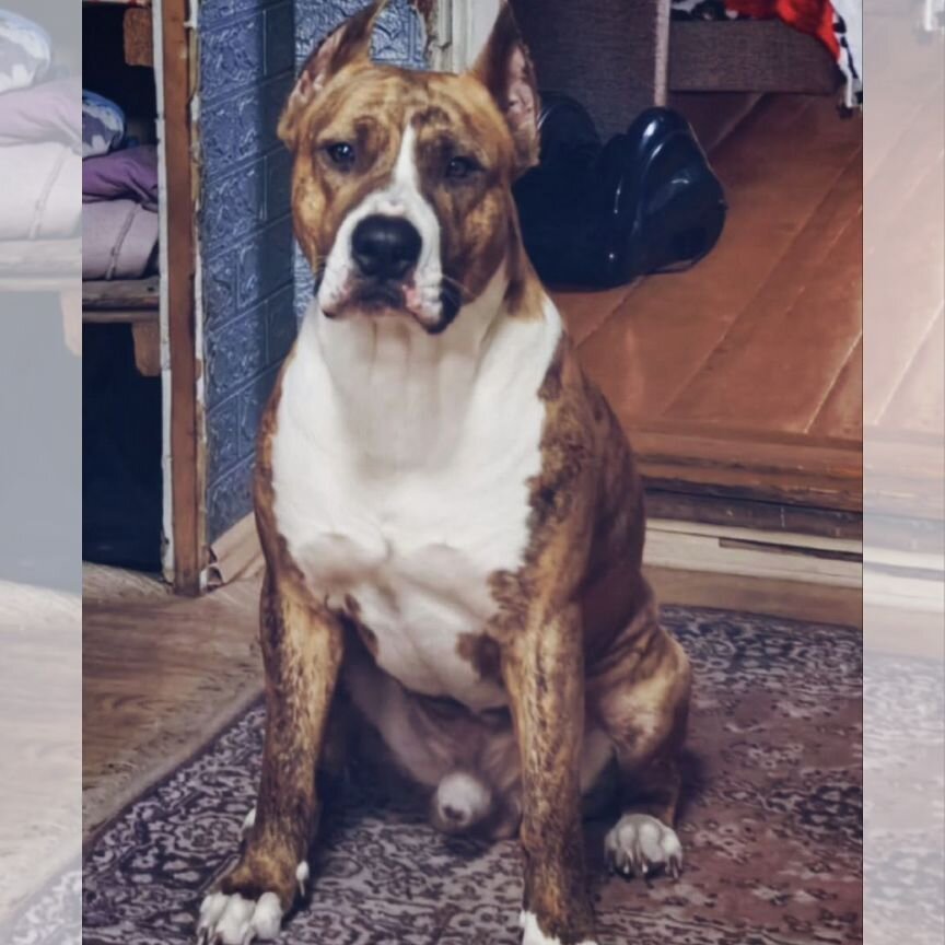 Американский питбультерьер, взрослый пёс