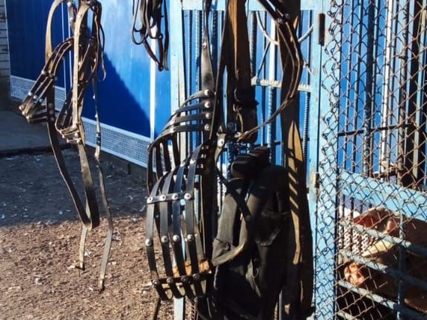 Продам хомут и сбрую