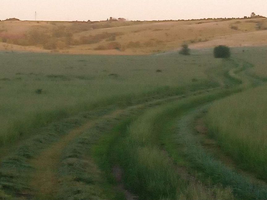 Сено в квадратных тюках 18-23 кг кг