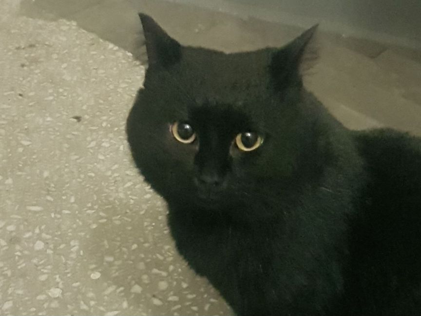 Котик потерялся