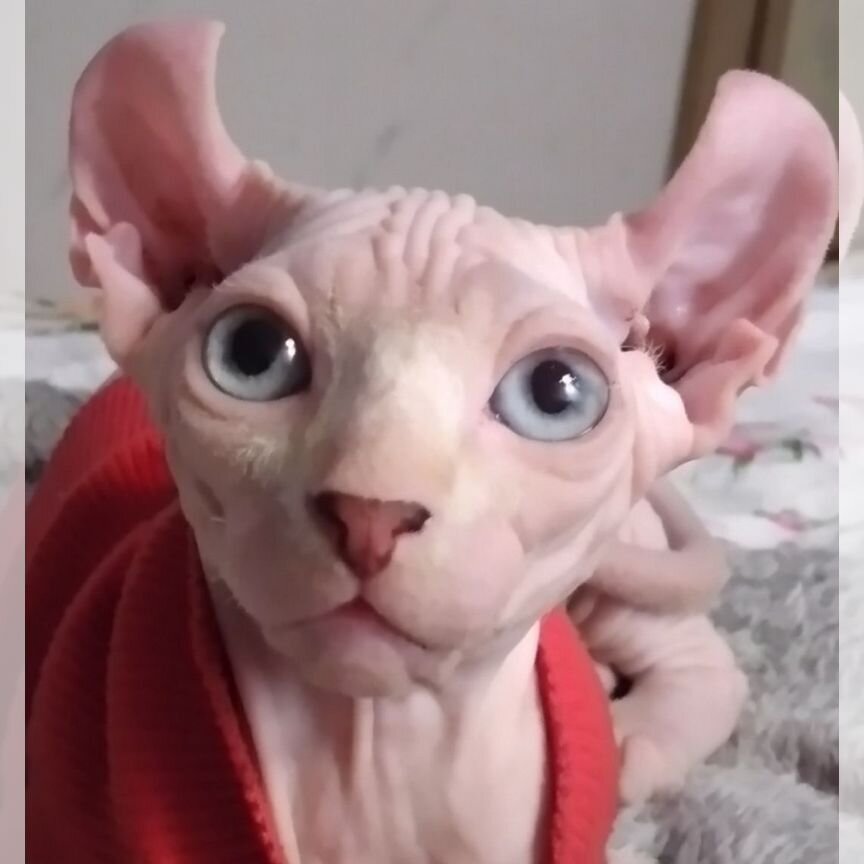 Канадский сфинкс котята Эльфийка и Бамбинка