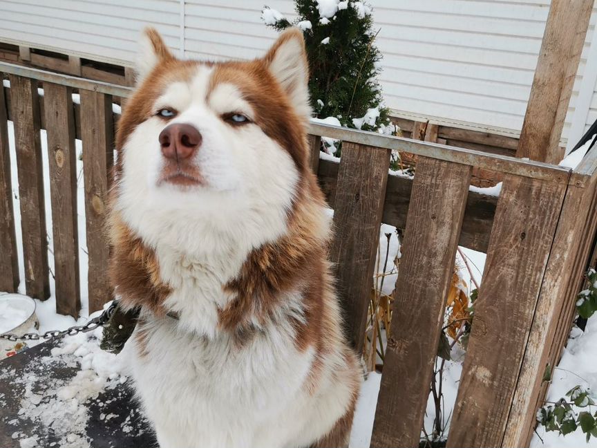 Собака для вязки
