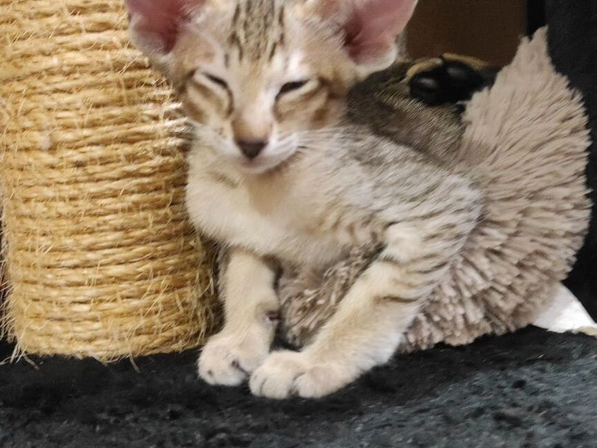 Ориентальный котенок мальчик