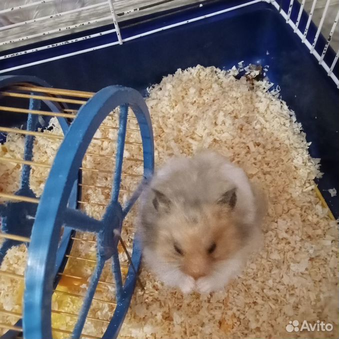 Хомячки бесплатно