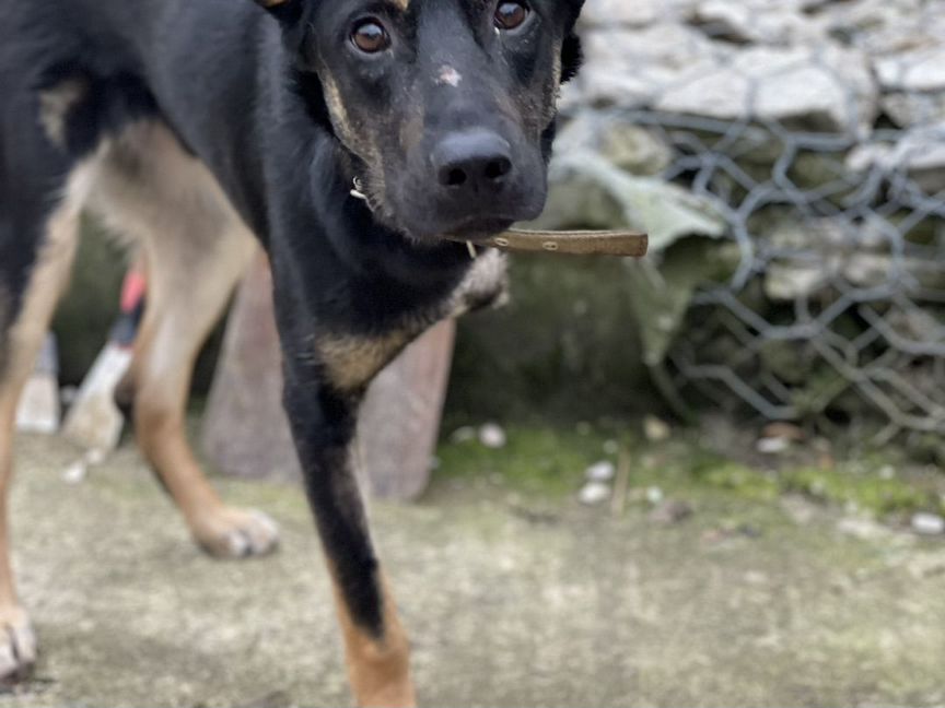 Крис особенный мальчик ищет дом